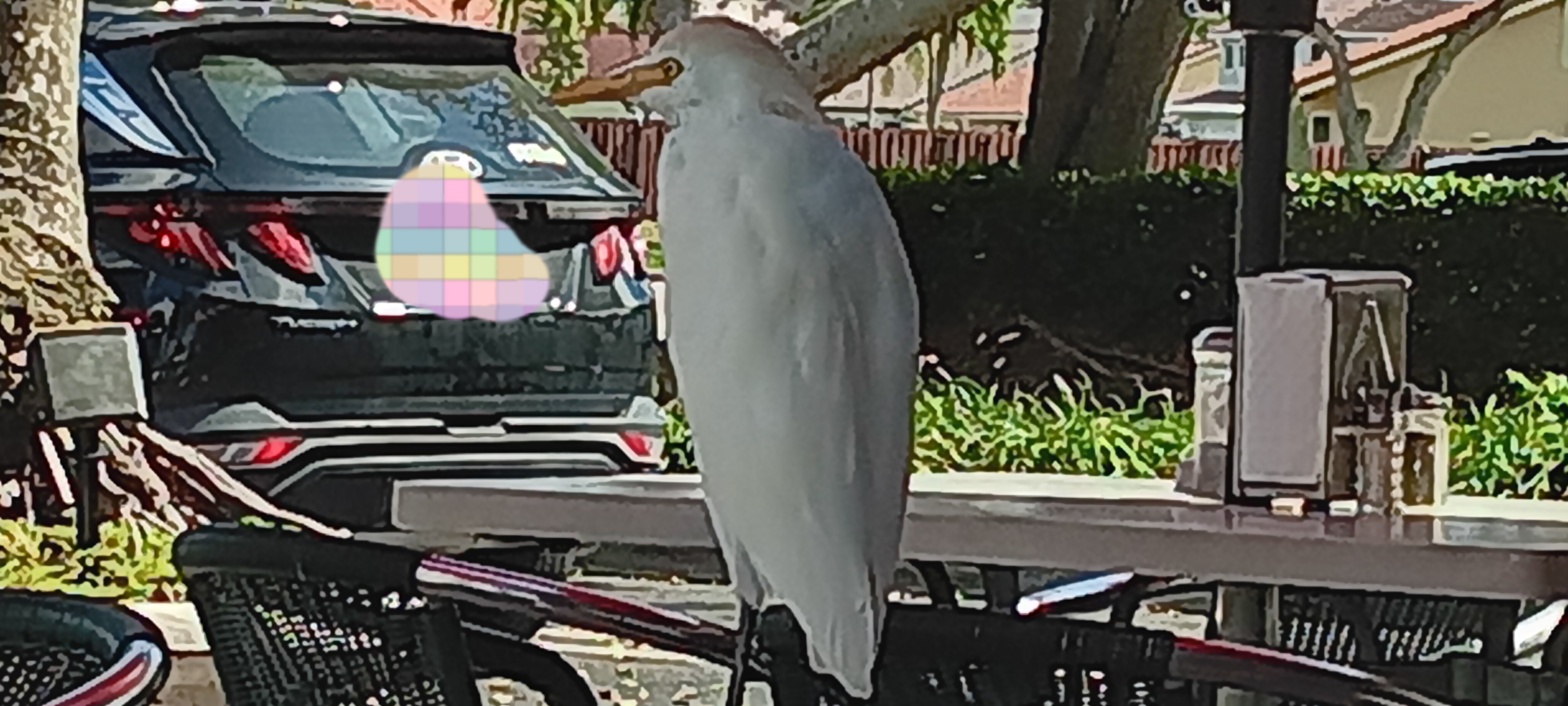 PAJAROS EN MIAMI FLORIDA – El Noticiero de Alvarez Galloso